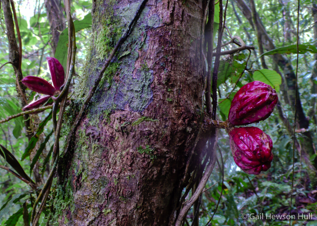 Curious Cauliflory | Foto Diarist