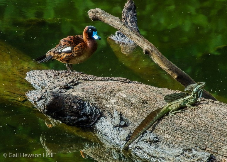 A Secretive Nomad: The Masked Duck | Foto Diarist