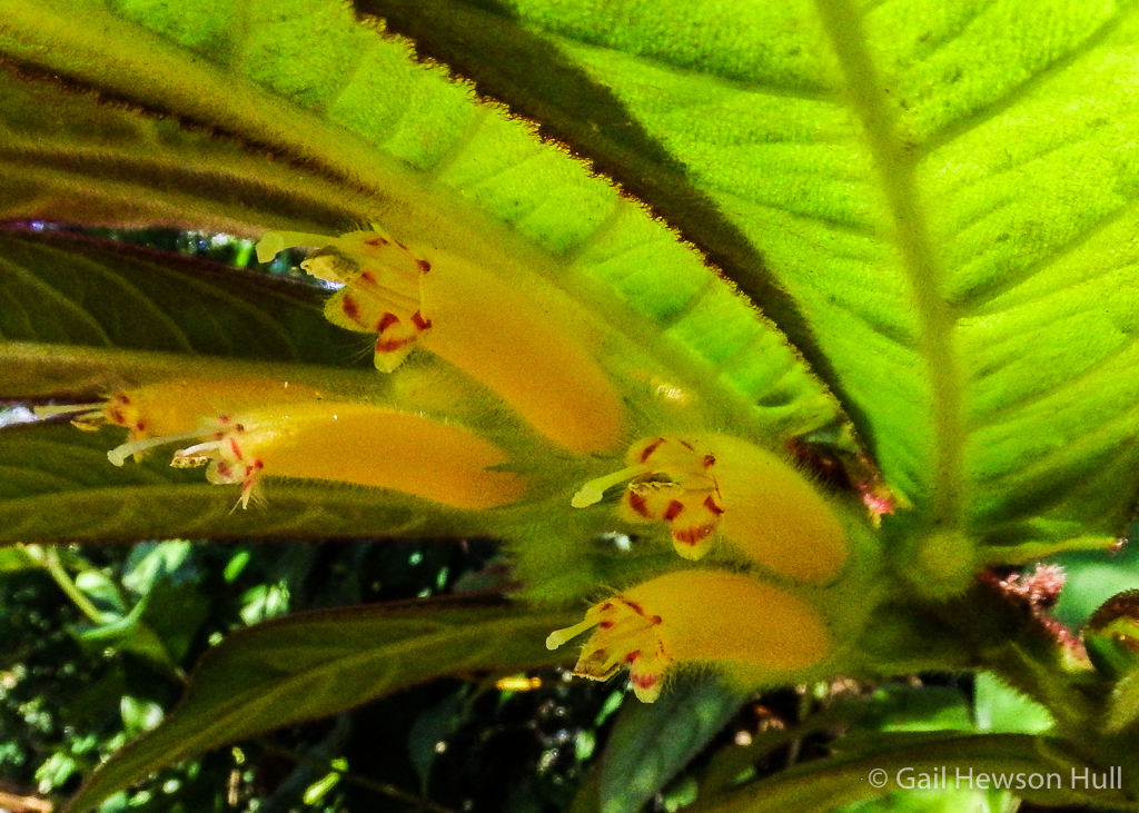 A Handsome Native Plant: Columnea polyantha and its Pollination ...