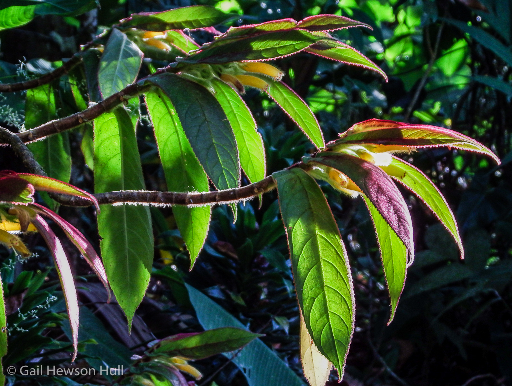 A Handsome Native Plant: Columnea polyantha and its Pollination ...