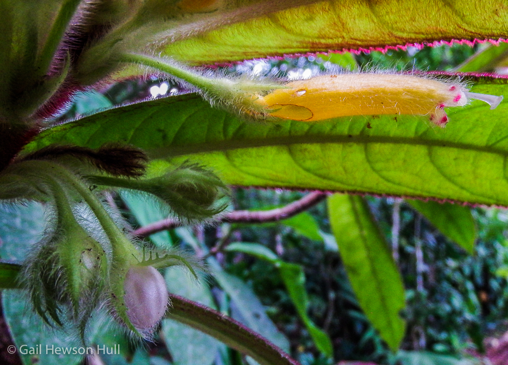 A Handsome Native Plant: Columnea polyantha and its Pollination ...