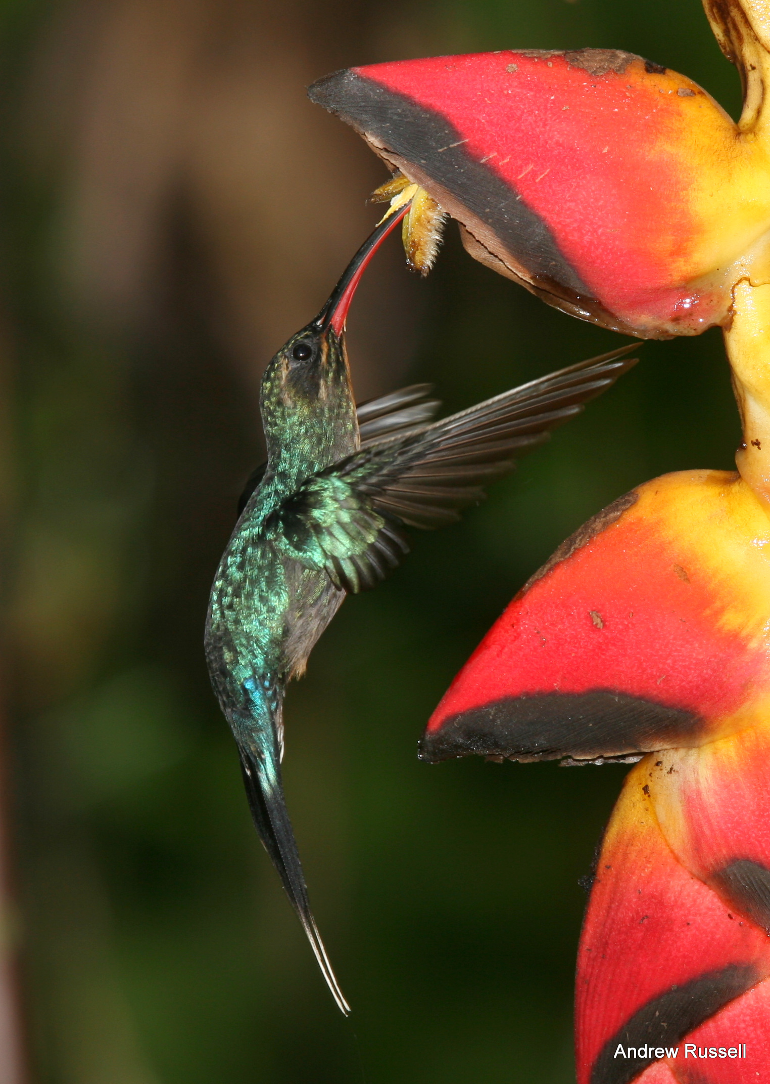 A Handsome Native Plant: Columnea polyantha and its Pollination ...