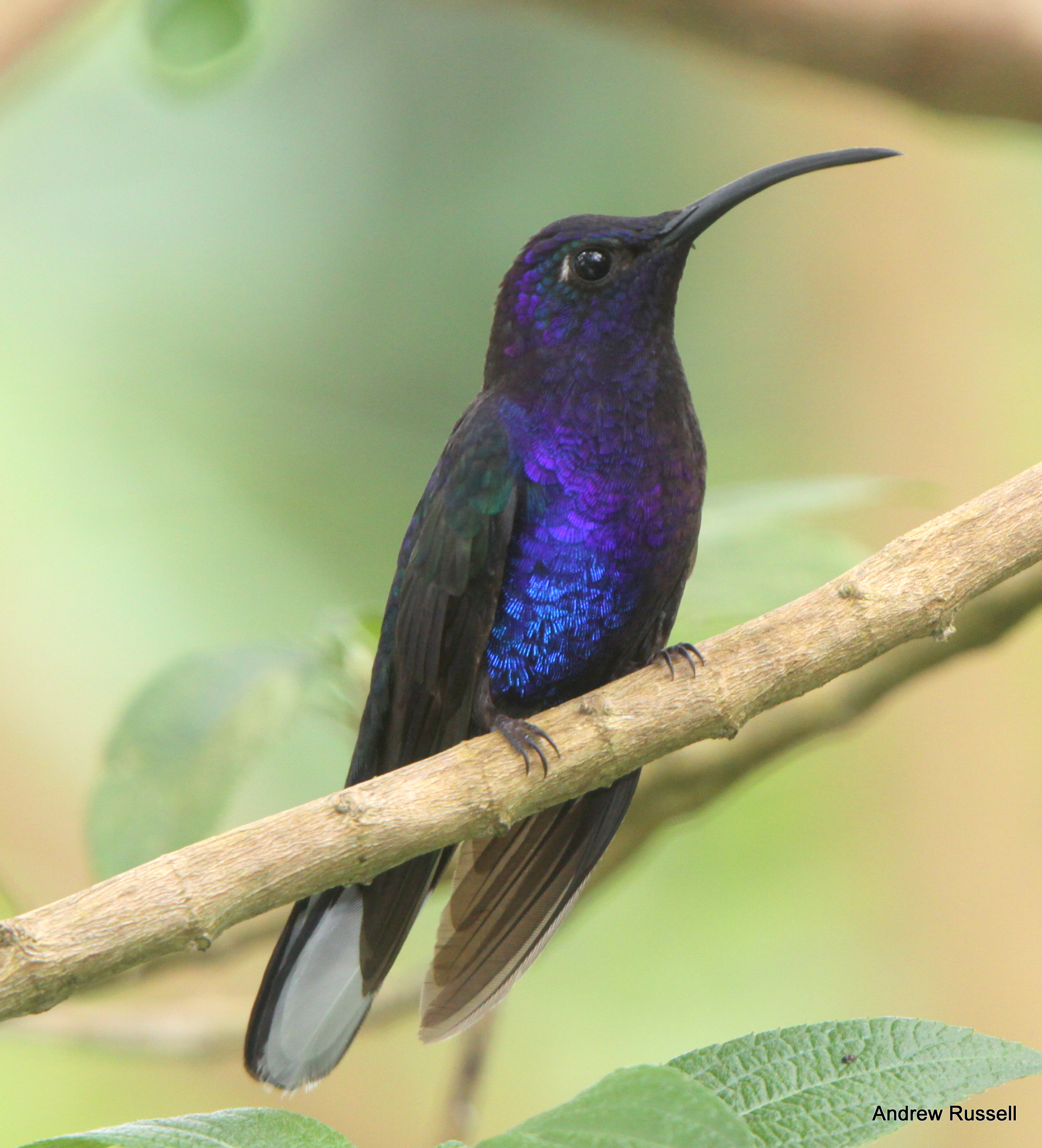 A Handsome Native Plant: Columnea polyantha and its Pollination ...